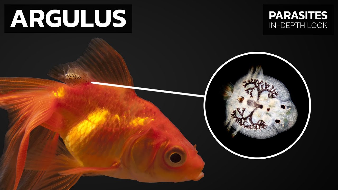 Say Goodbye to Fish Lice Forever! The Ultimate Treatment Guide ...