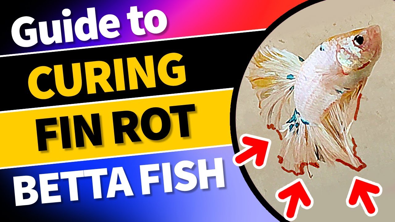 Betta Fish Fin Rot Treatment - You Won’t Believe How Easy It Is!
